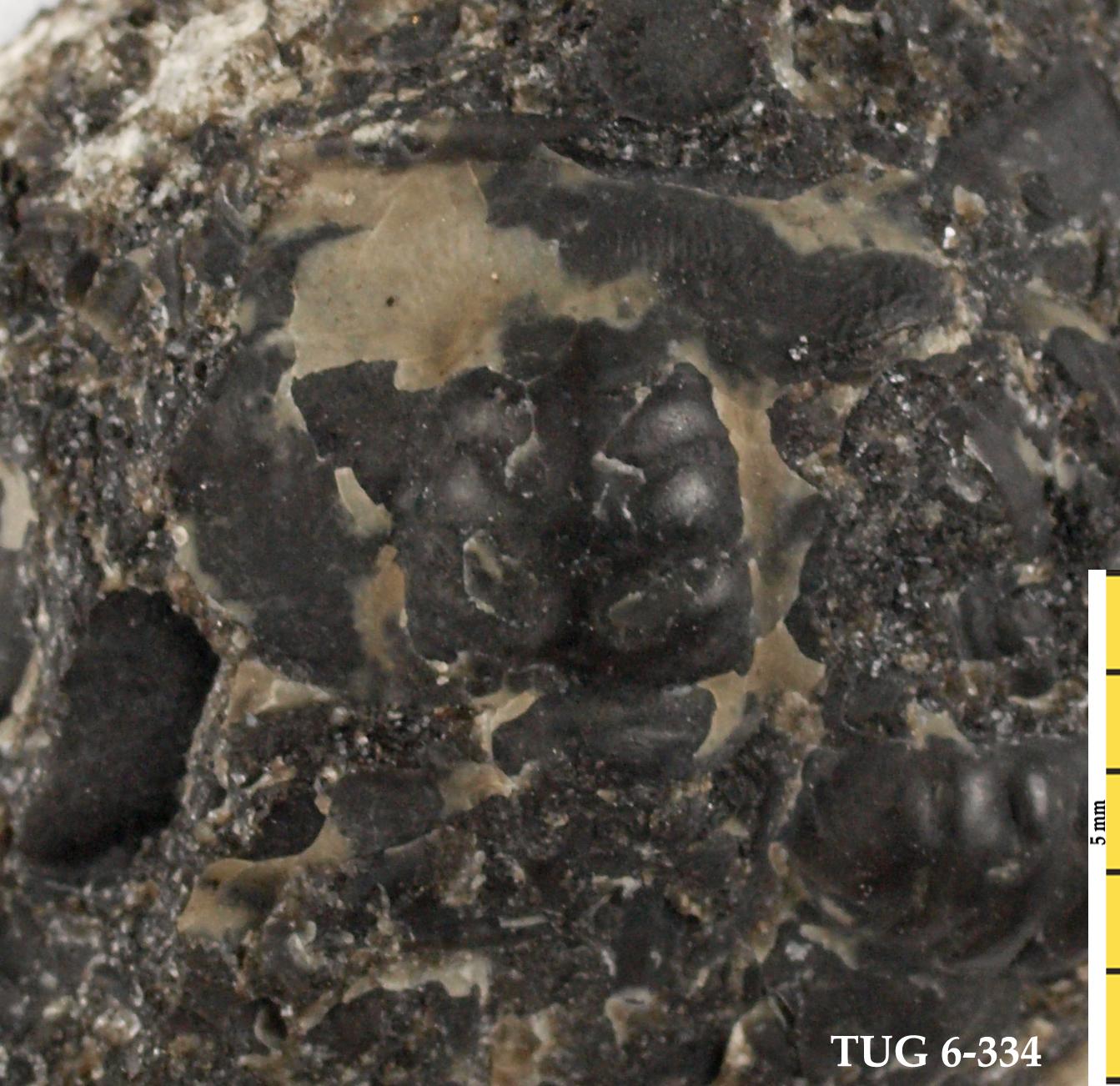 Olenus rotundatus | Fossiilid.info