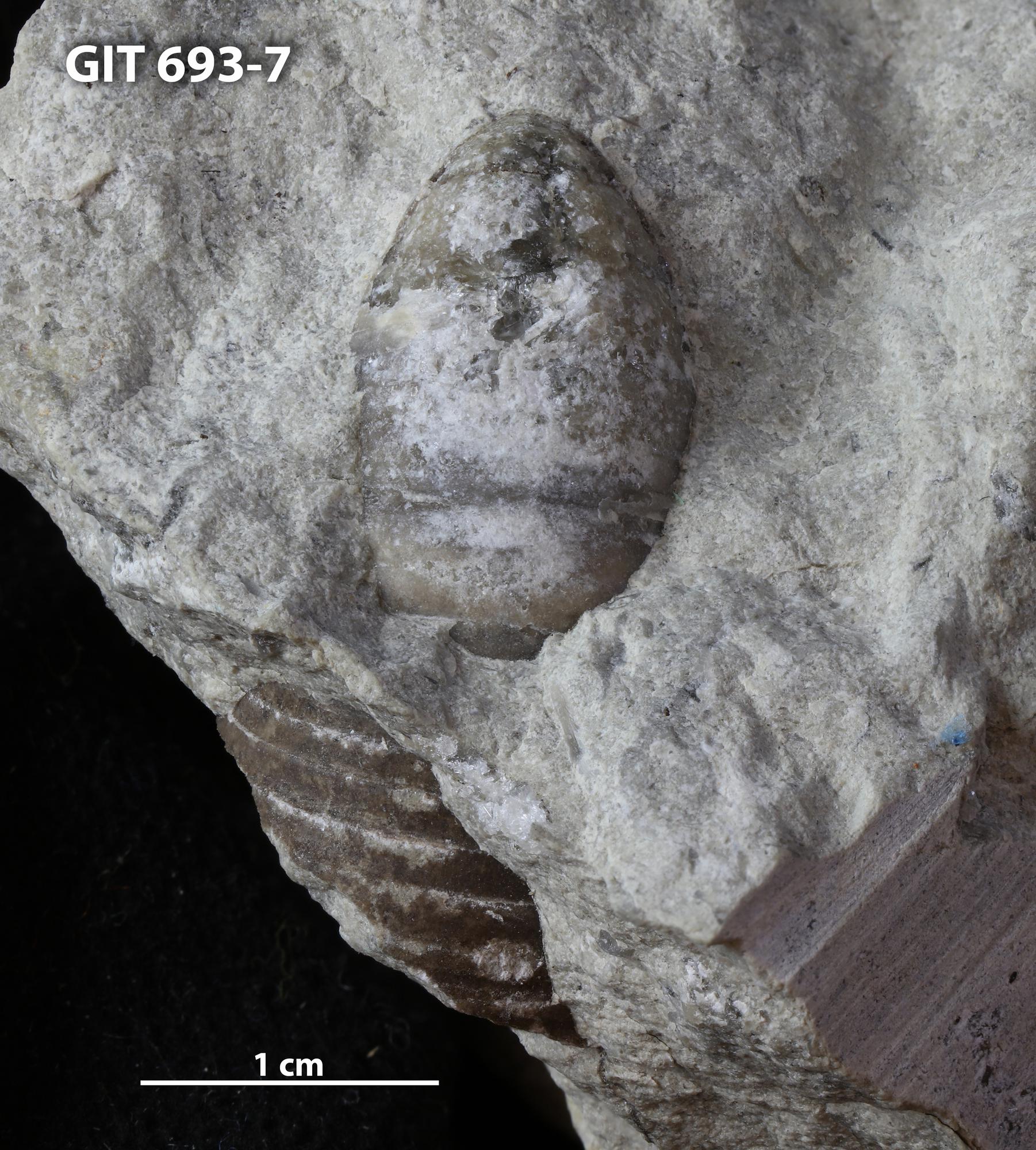 Monoplacophora | Fossiilid.info