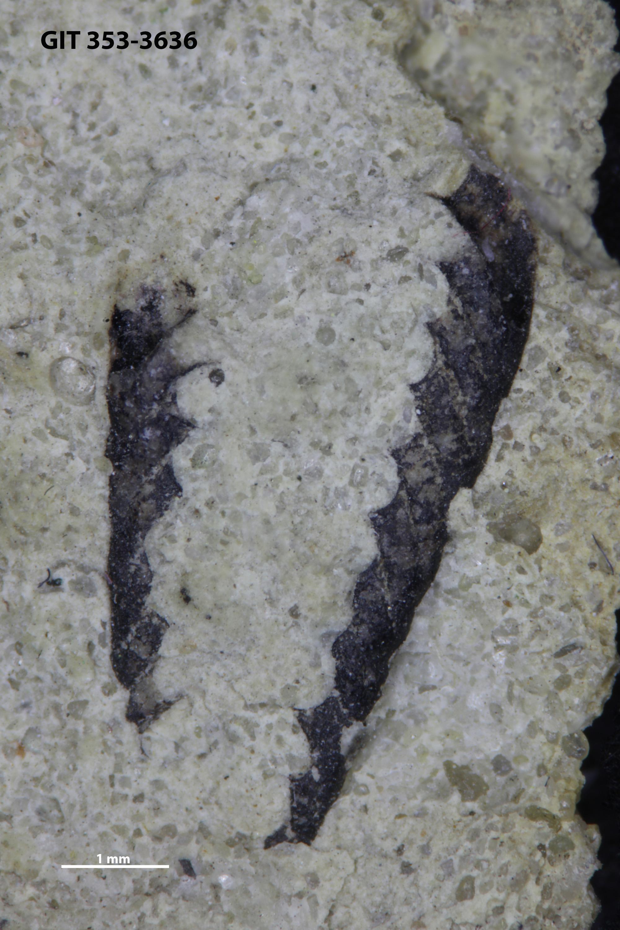 Didymograptus | Fossiilid.info