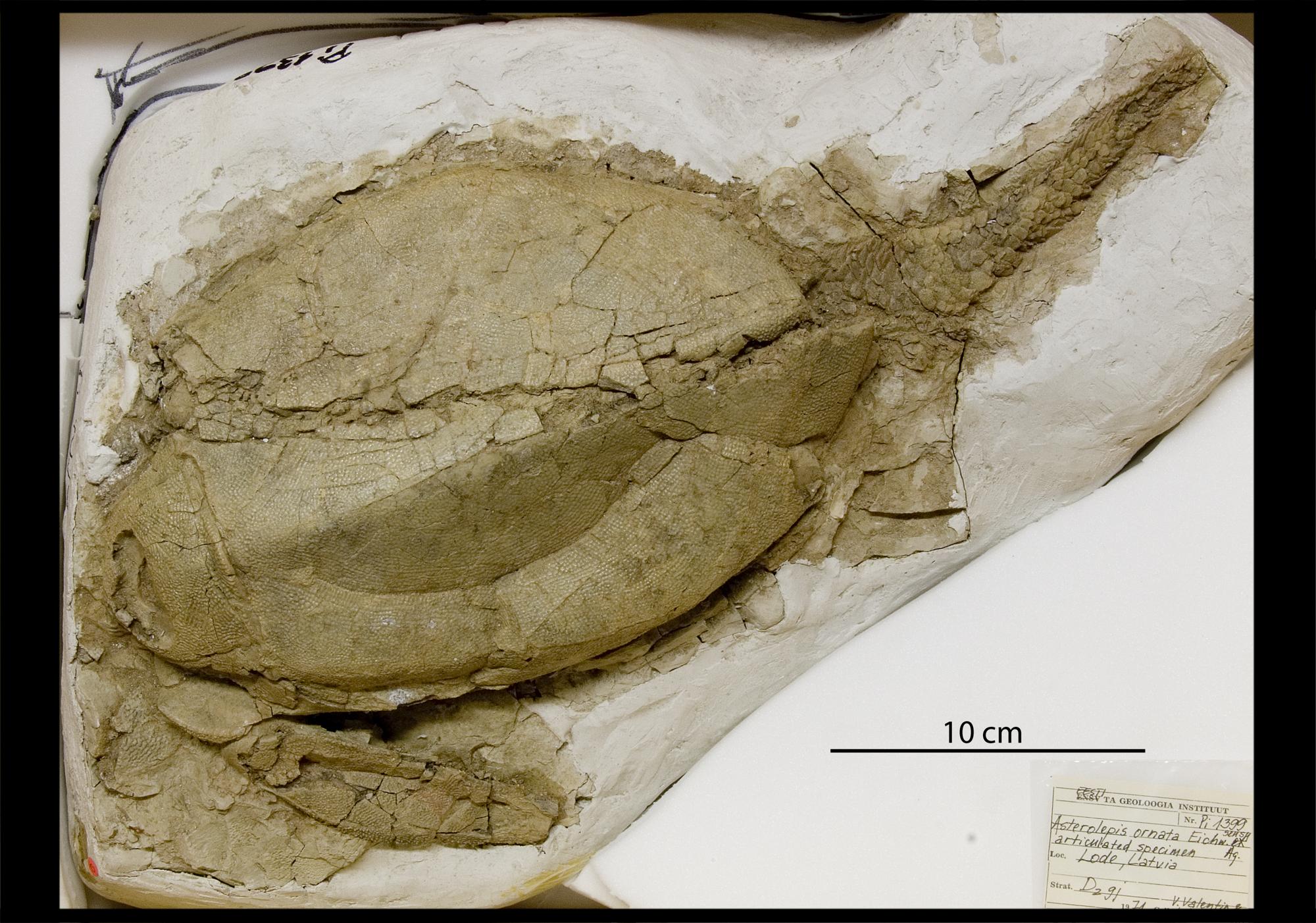 Antiarchi | Fossiilid.info