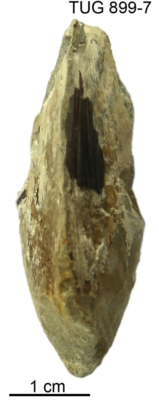 Pseudolingula quadrata | Fossiilid.info