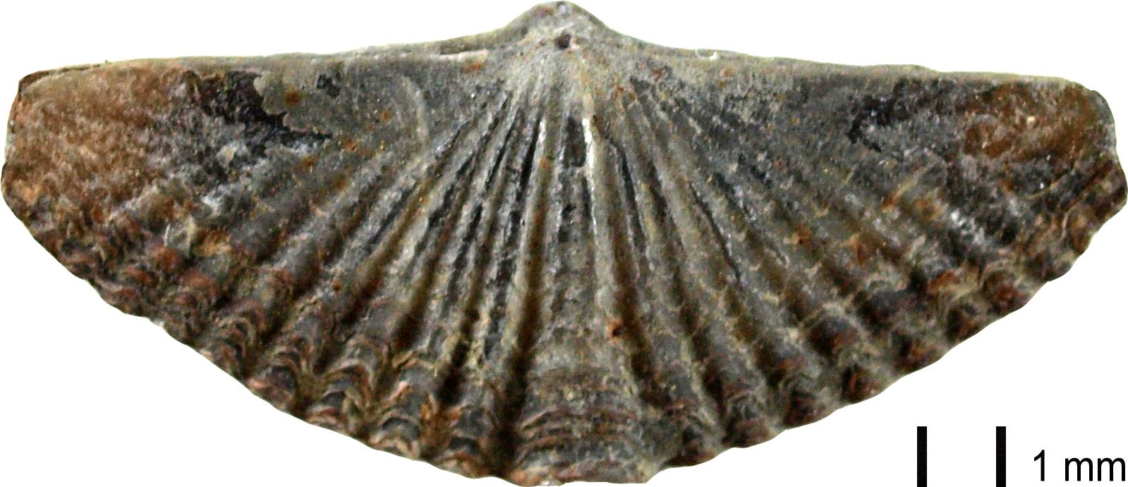 Spirifer | Fossiilid.info