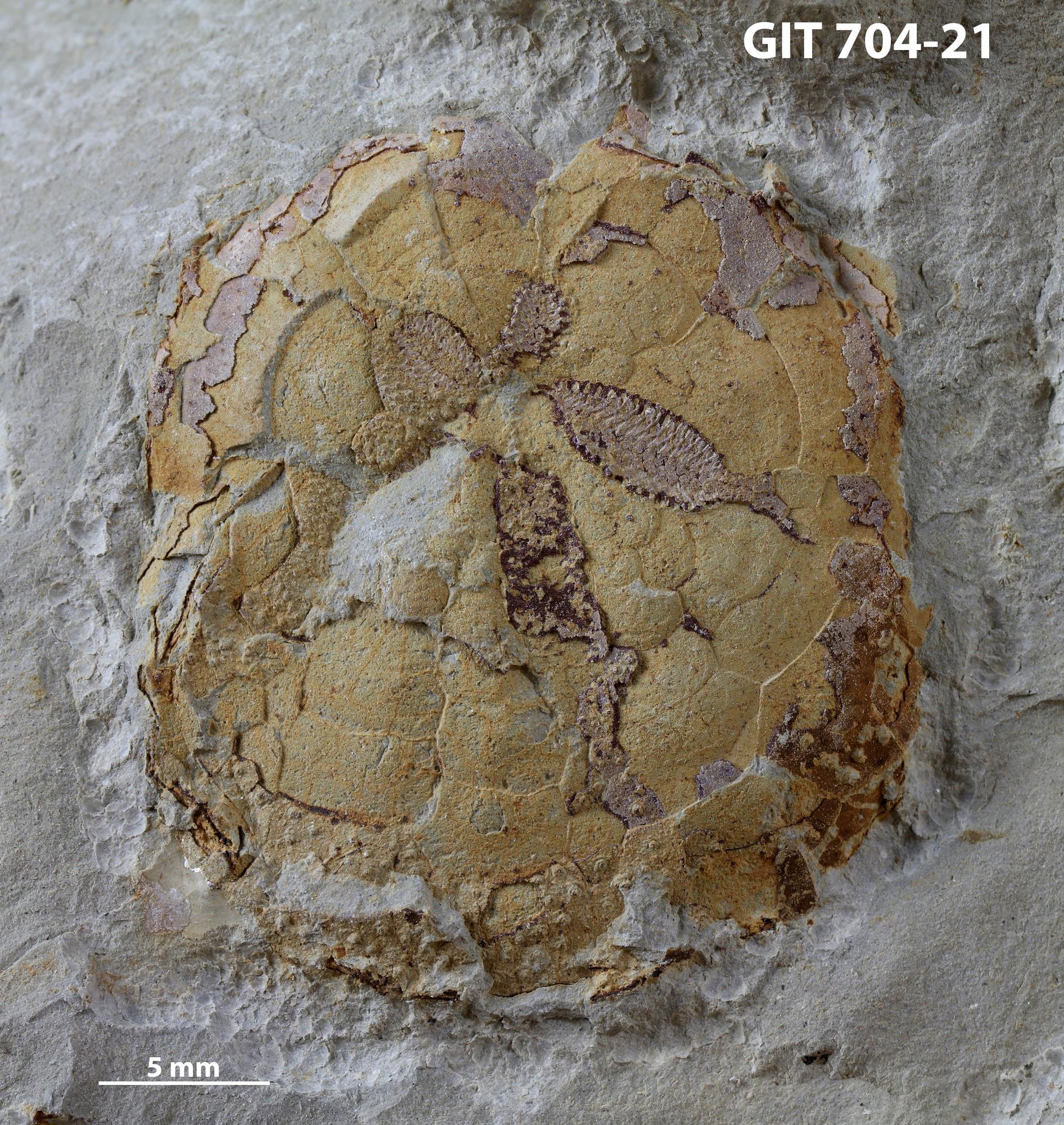 Hemiaster | Fossiilid.info