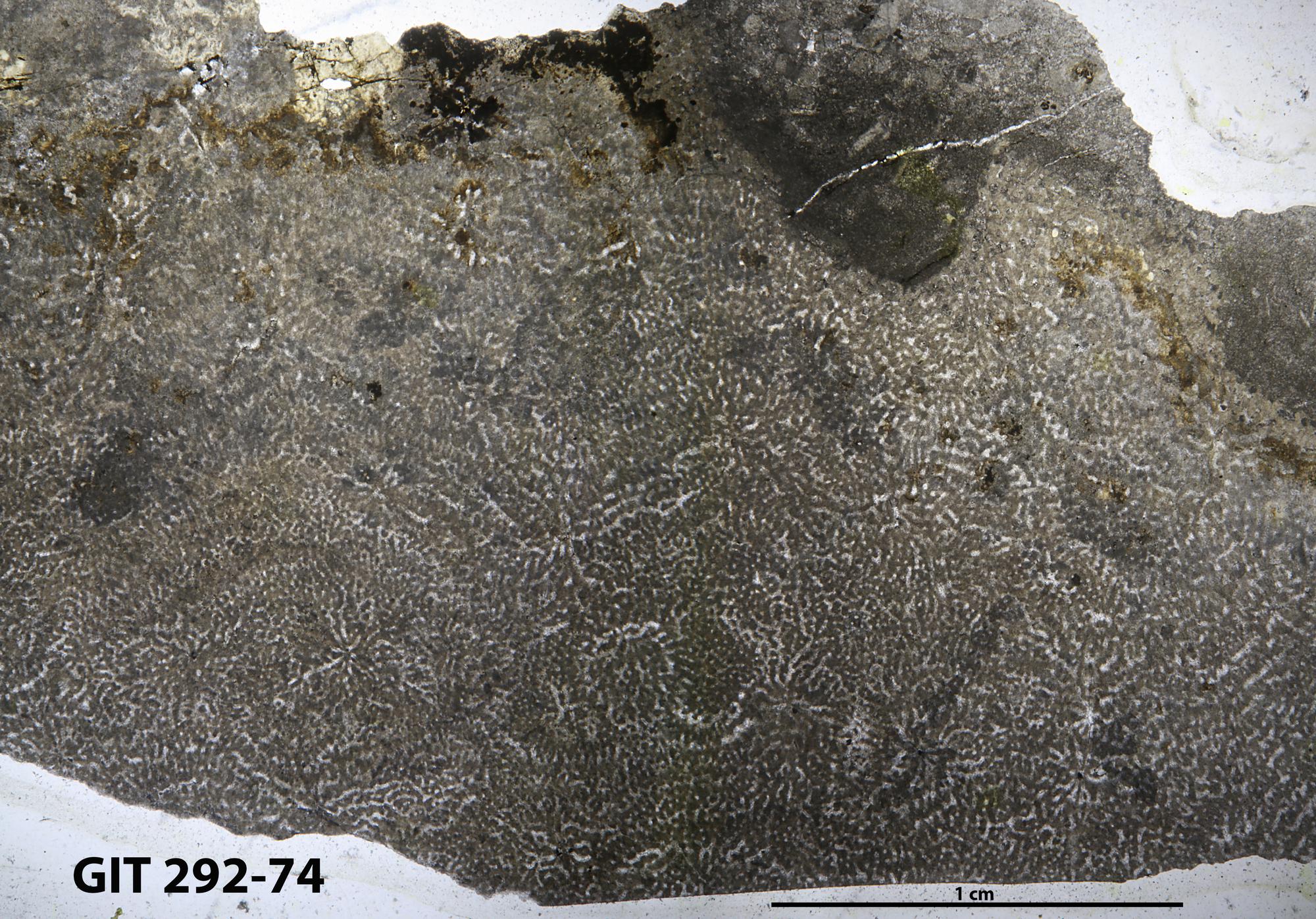 Stromatopora obrutschevi | fossiilid.info