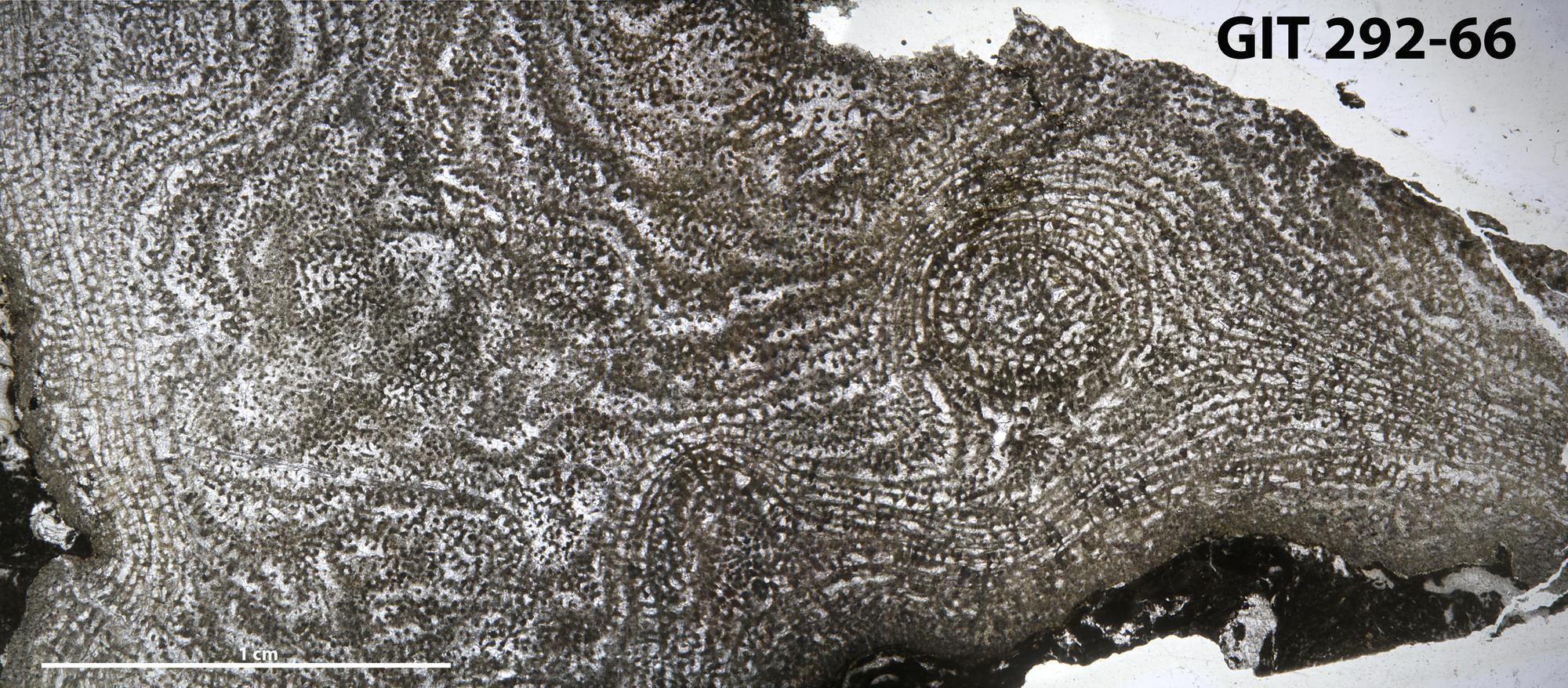 Stromatopora lenensis | Fossiilid.info