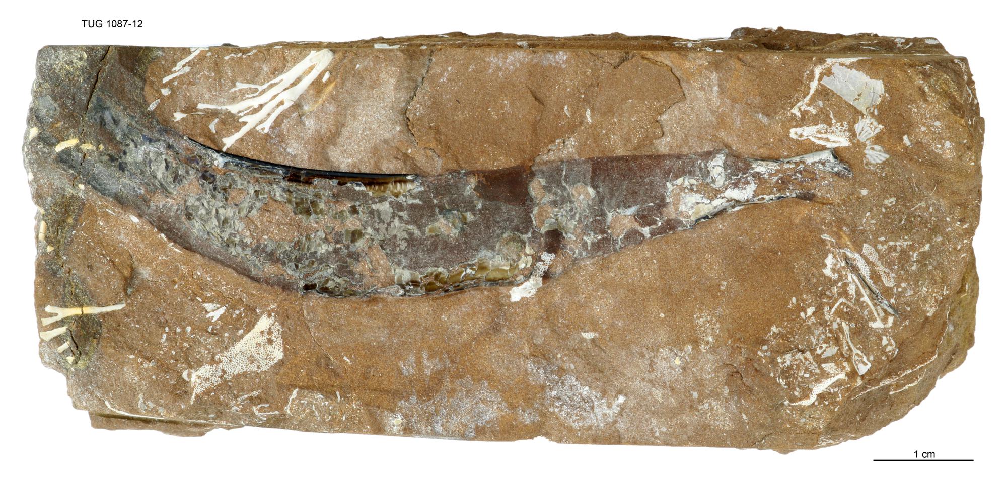 Sphenothallus kukersianus | Fossiilid.info