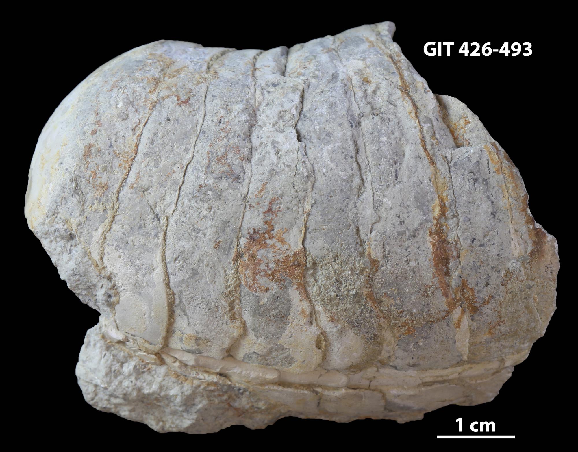 Eichwaldoceras | Fossiilid.info