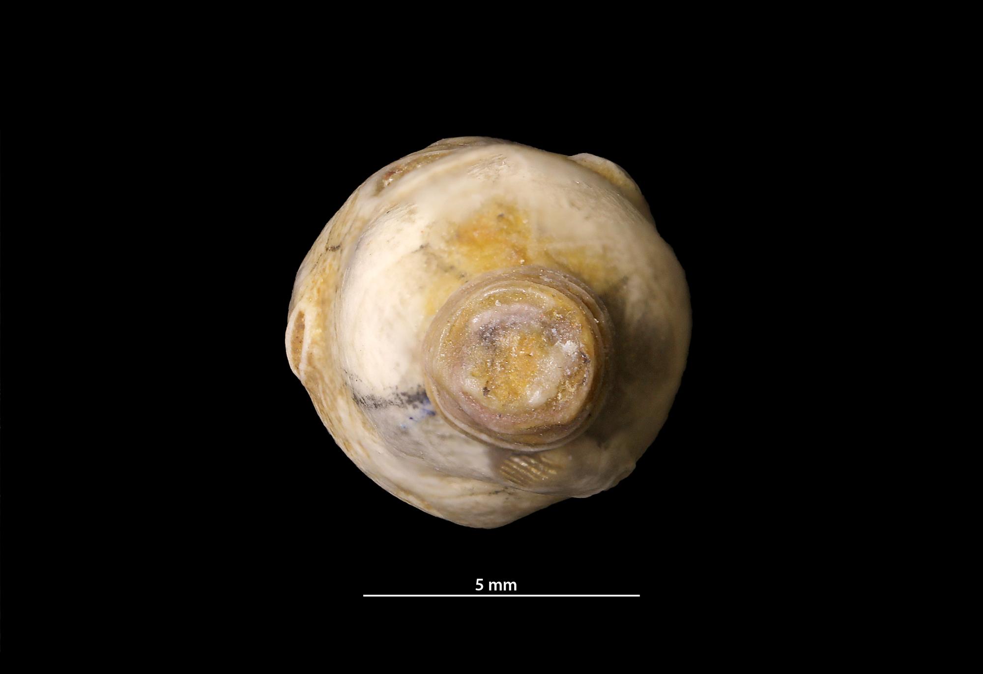 Callocystitidae | Fossiilid.info