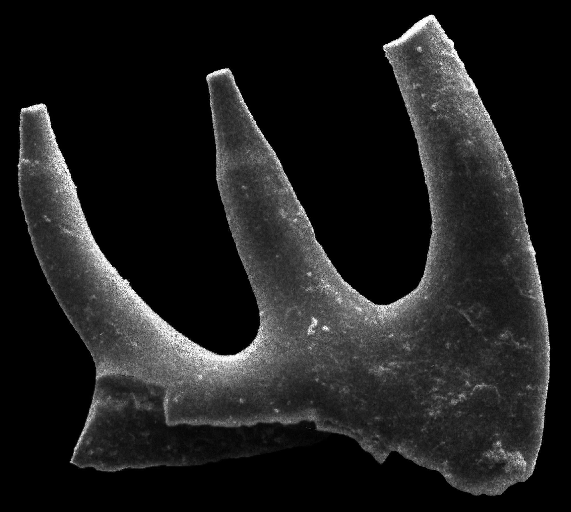 Euconodonta | Fossiilid.info