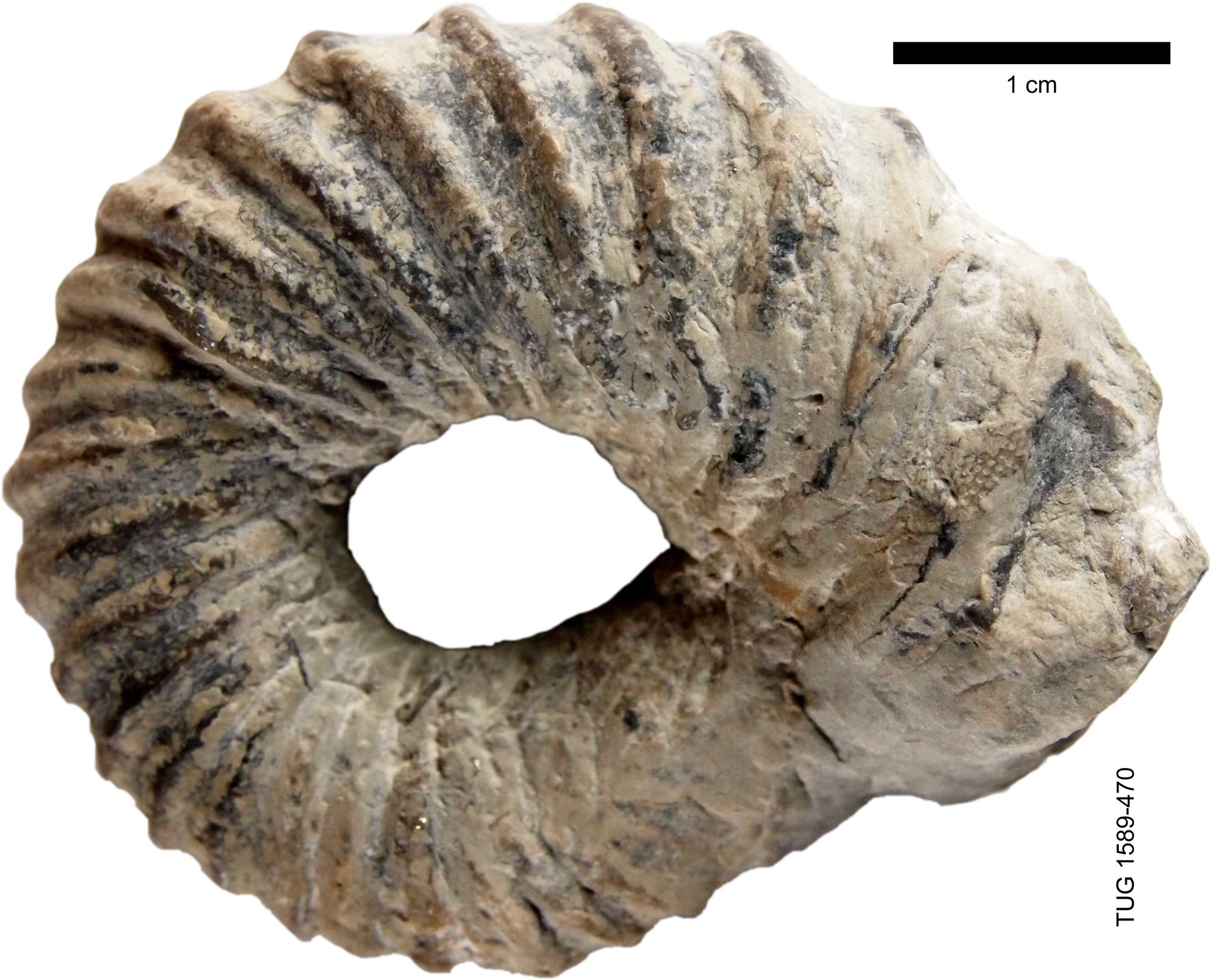 Tainocerataceae | Fossiilid.info