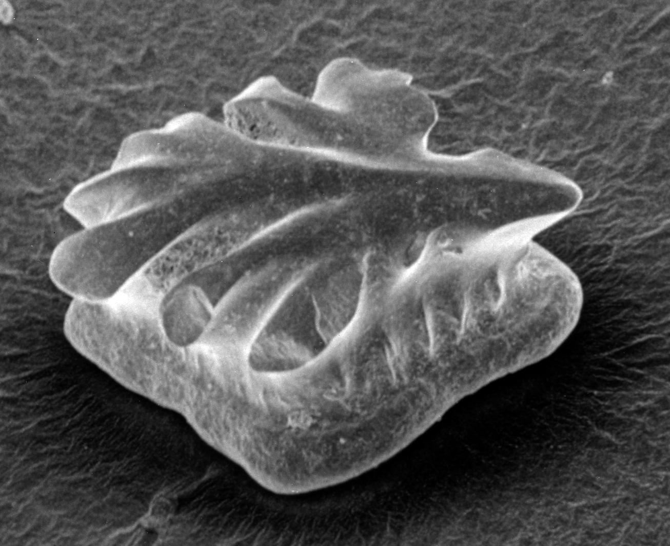 Thelodus admirabilis | fossiilid.info