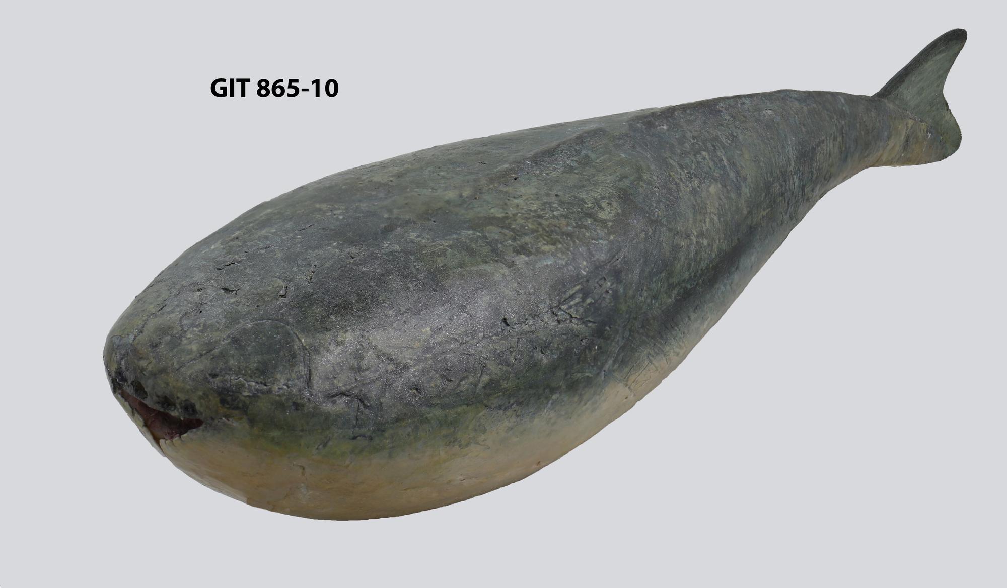 Sacabambaspis janvieri | fossiilid.info