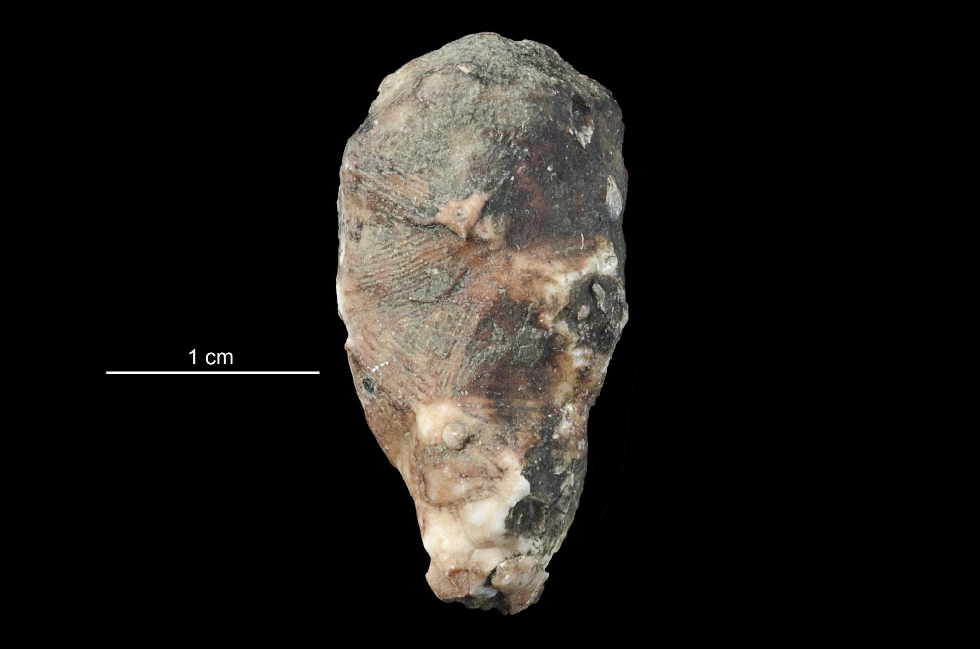 Caryocystites | Fossiilid.info