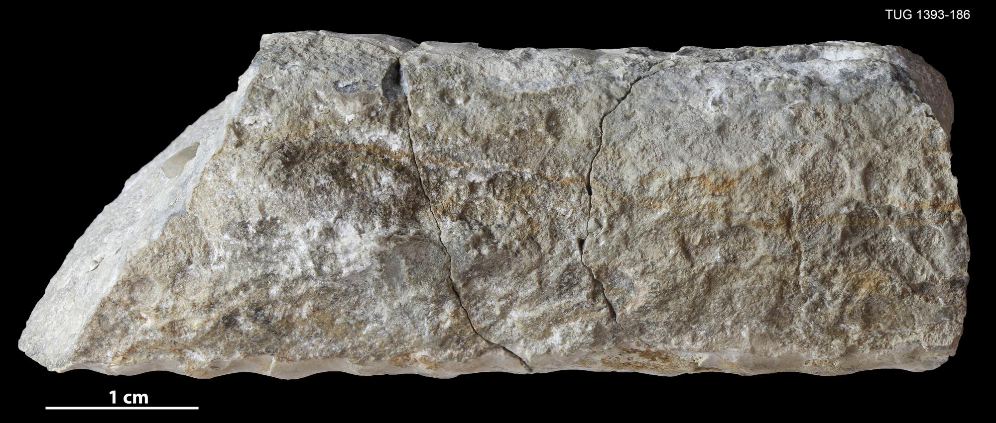 Endoceratidae | Fossiilid.info