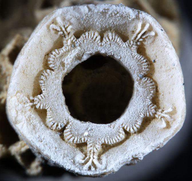 Cystoidea | Fossiilid.info