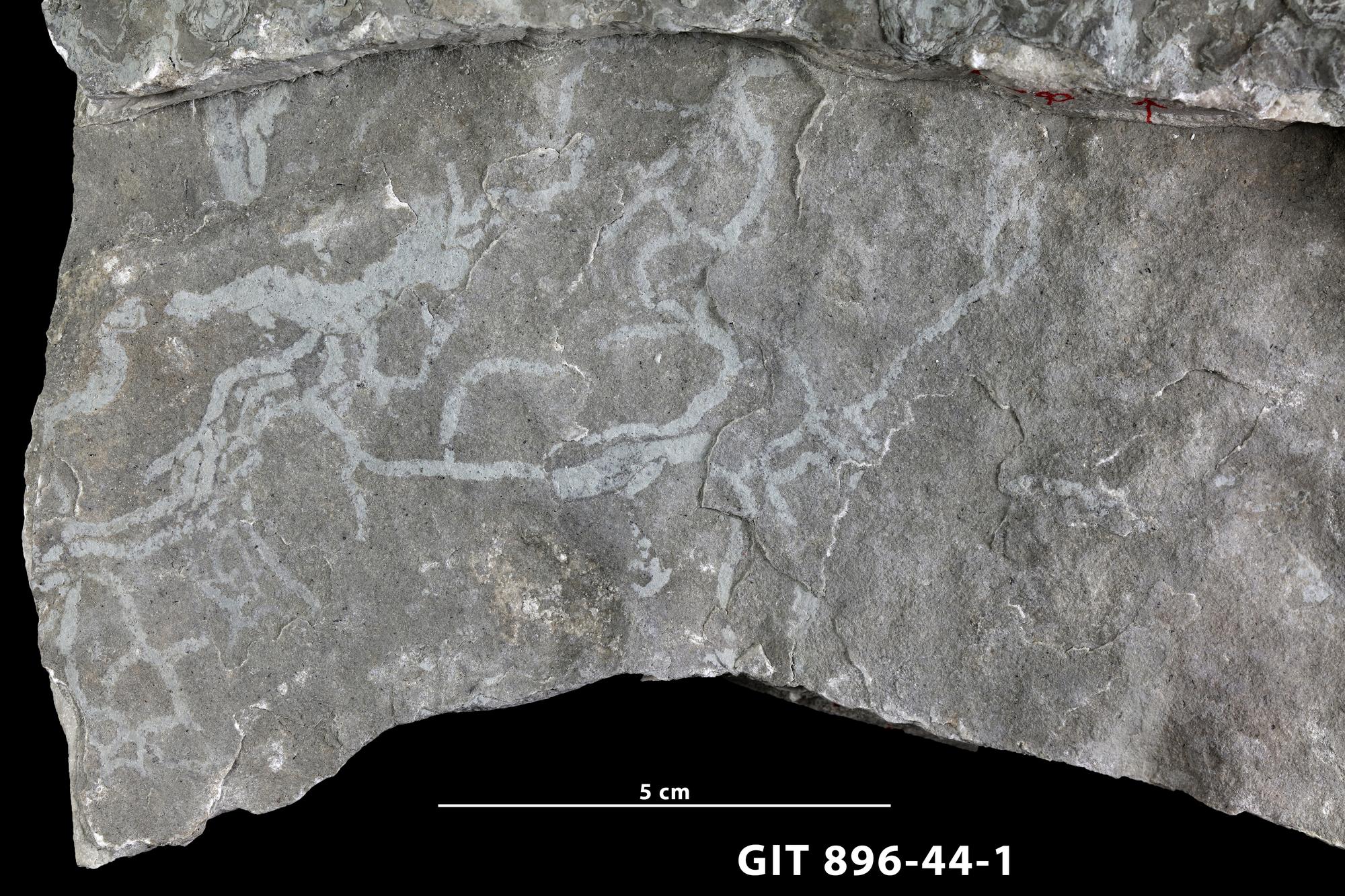 Multina | Fossiilid.info