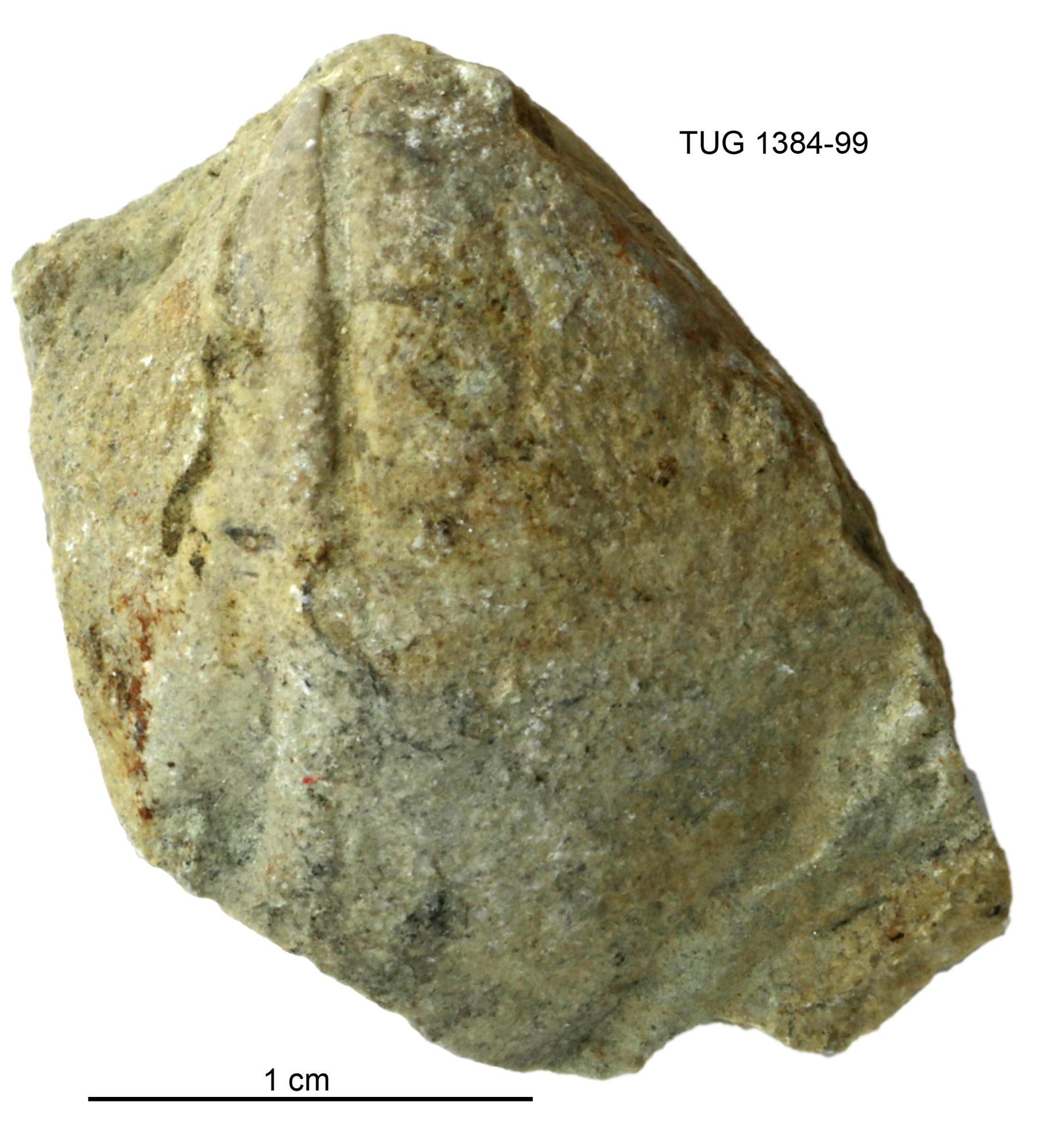 Ischyrinioidea | Fossiilid.info