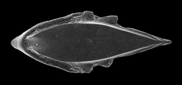 Paralogania perensae | Fossiilid.info