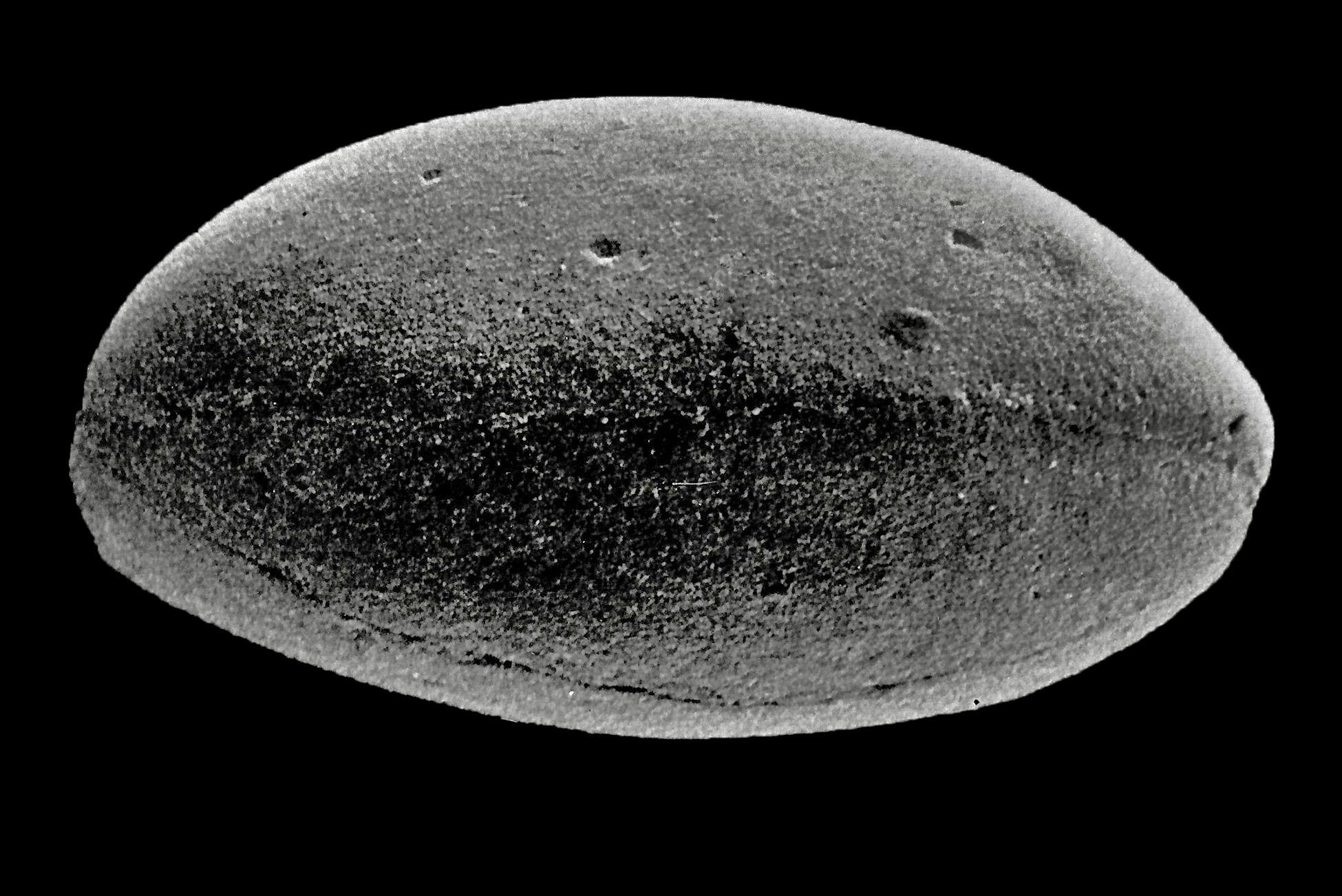 Rectella carinaspinata | Fossiilid.info