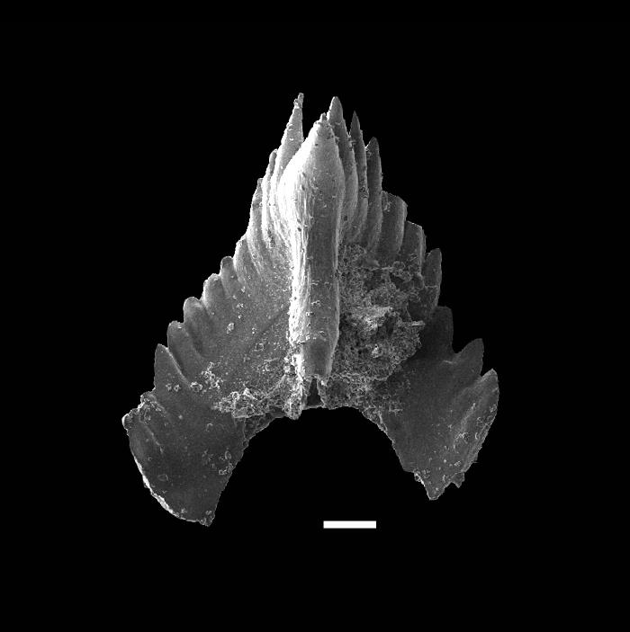 Astropentagnathus | Fossiilid.info