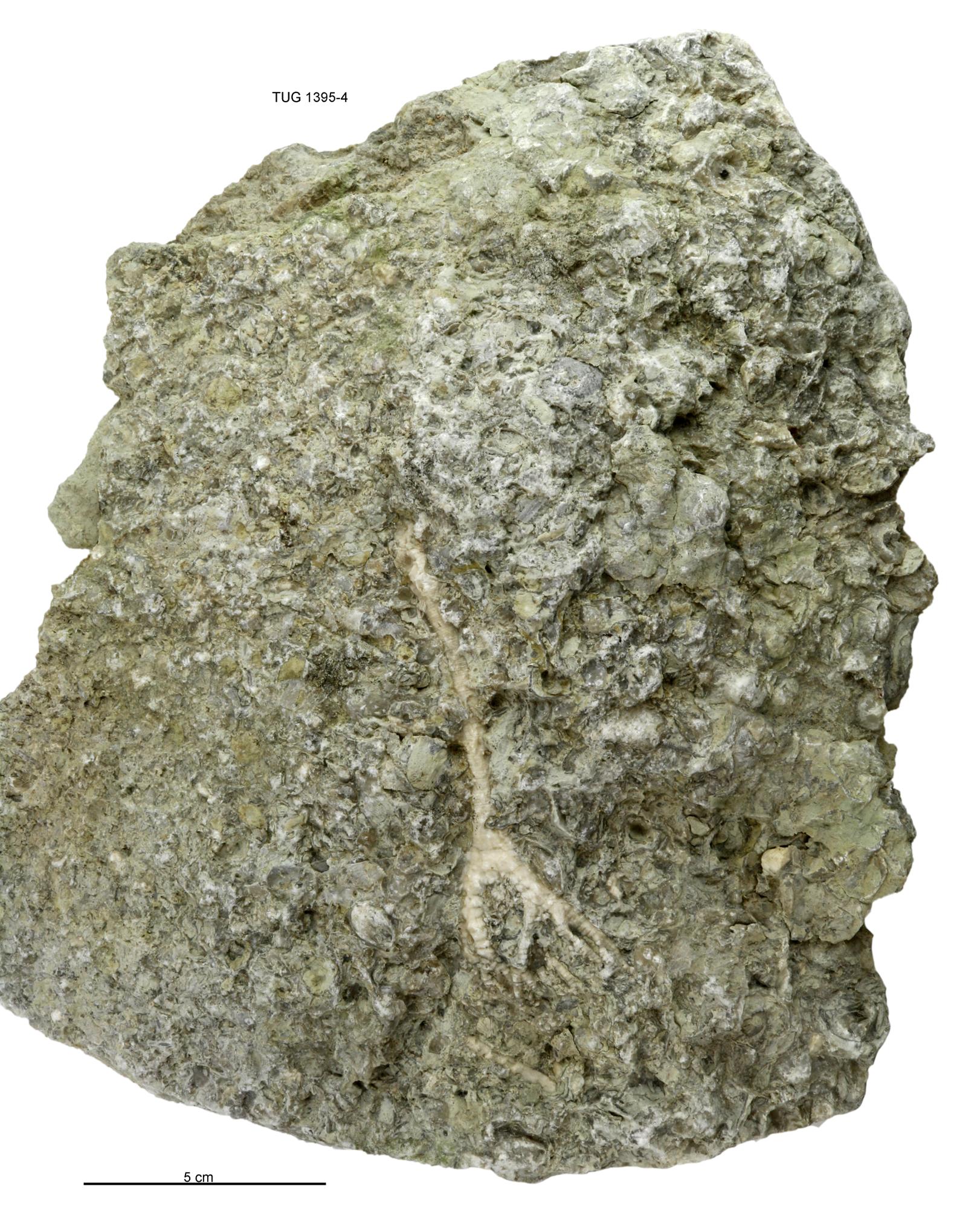 Protaxocrinus salteri | Fossiilid.info