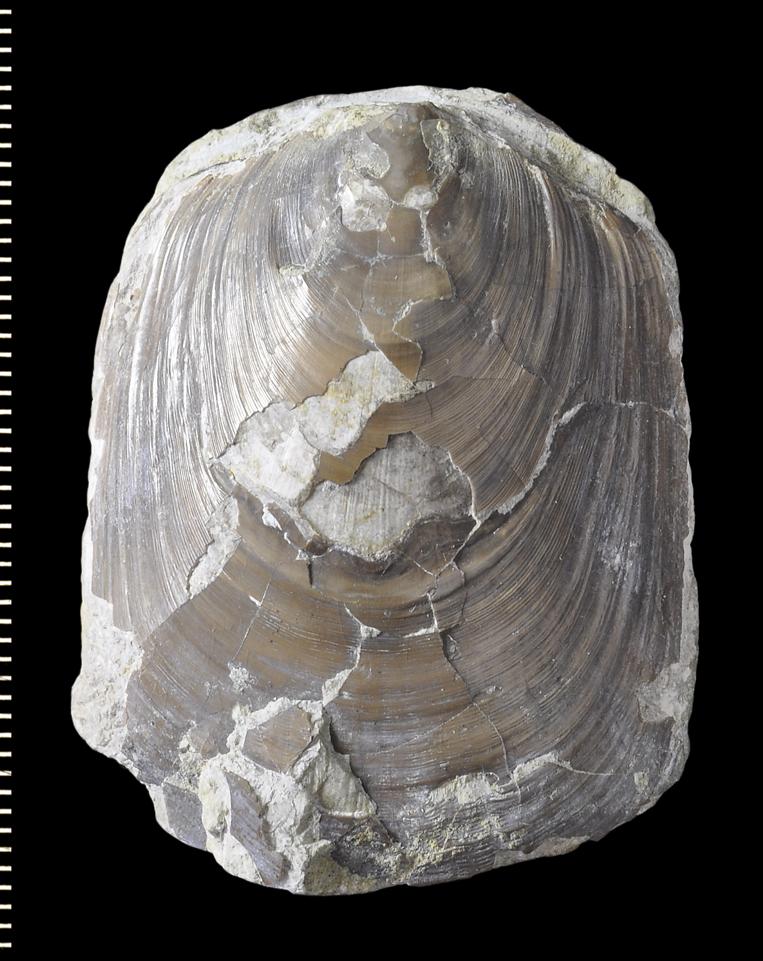 Pseudolingula | Fossiilid.info