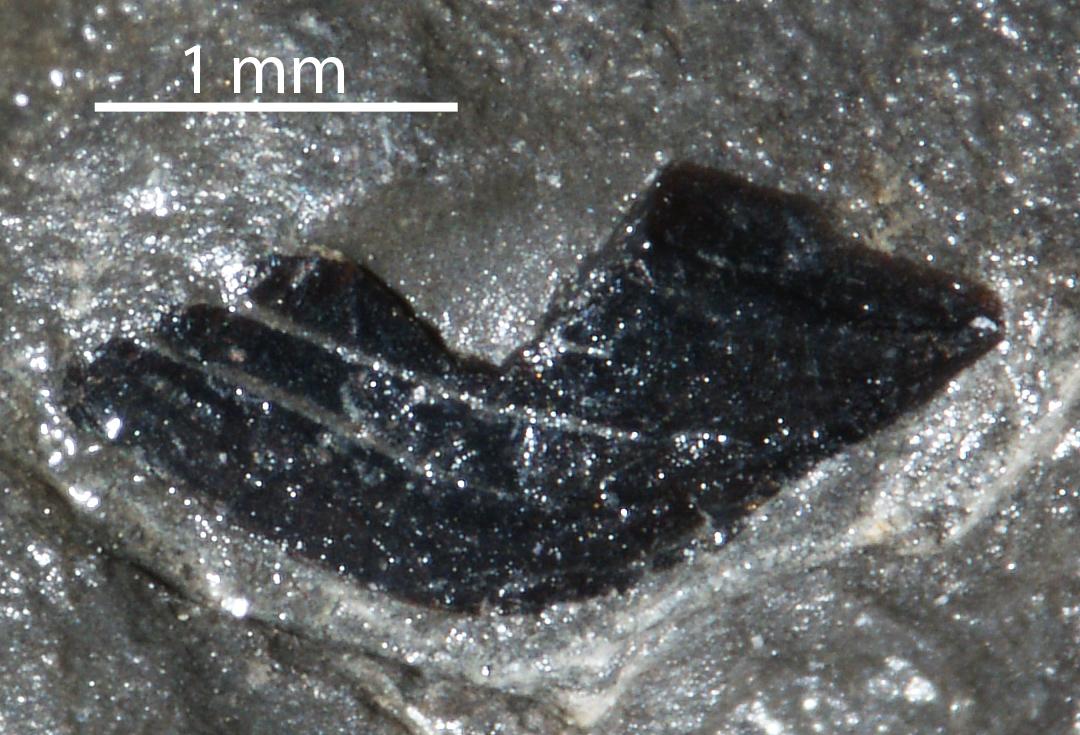 Dialipina markae | fossiilid.info