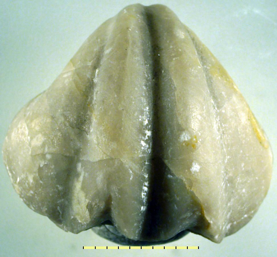 Rhynchonella | Fossiilid.info