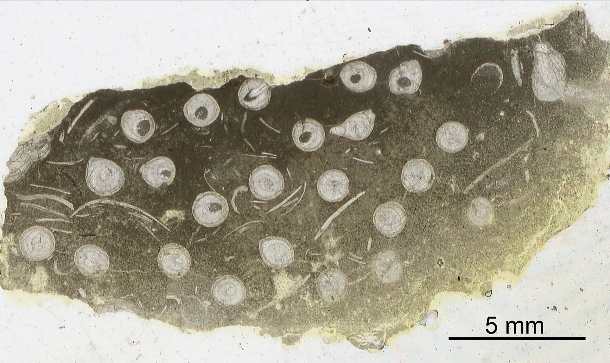 Syringopora schmidti | Fossiilid.info