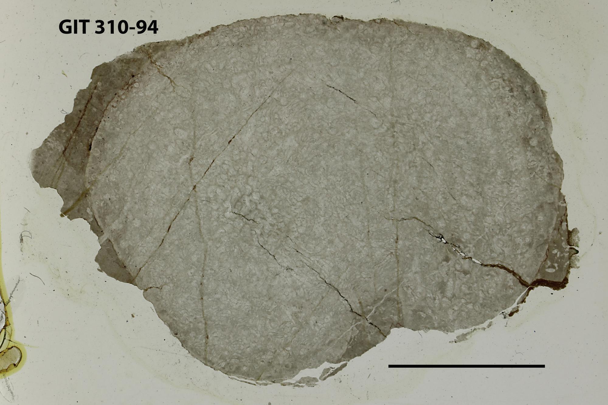 Cliefdenella | fossiilid.info