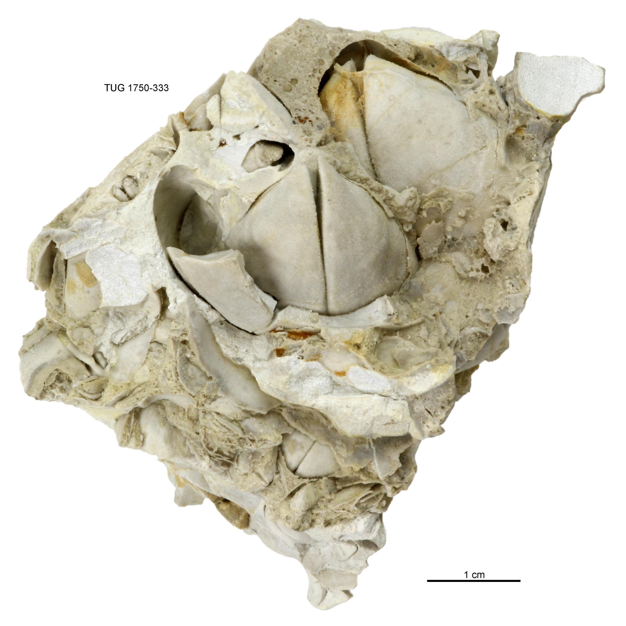 Pentameroides | Fossiilid.info