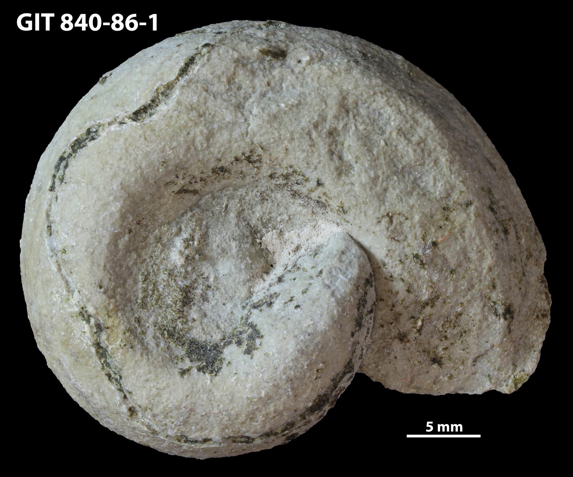 Cochlichnus | fossiilid.info
