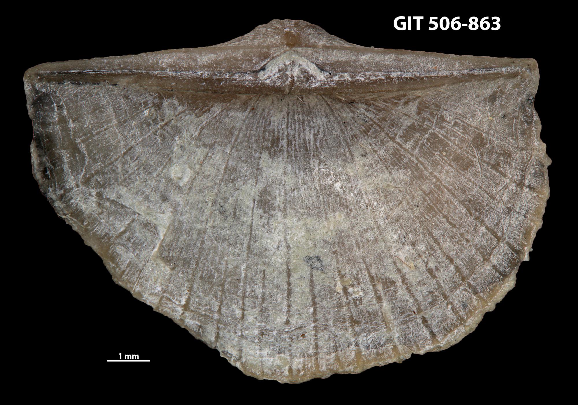 Eoplectodonta (Eoplectodonta) exceptionis | Fossiilid.info