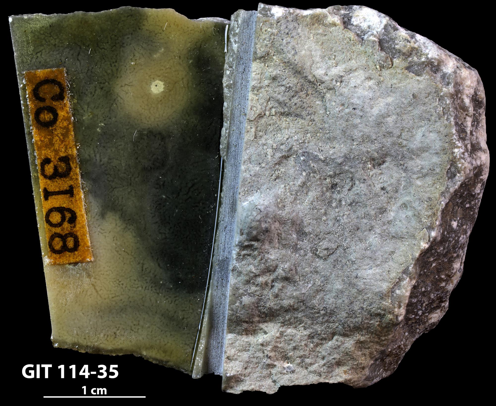 Eostromatopora | Fossiilid.info