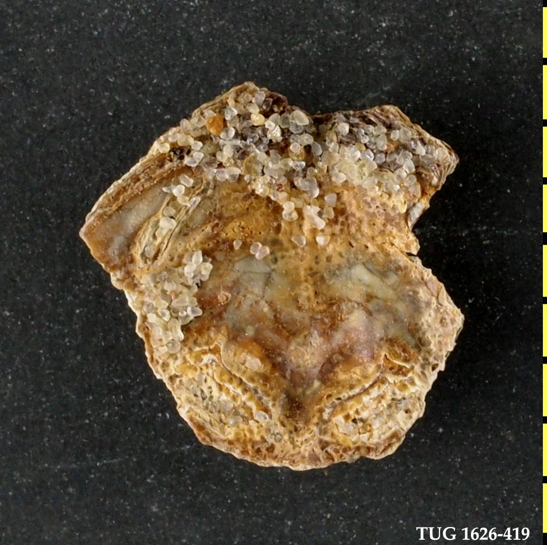 Ungula inornata | Fossiilid.info