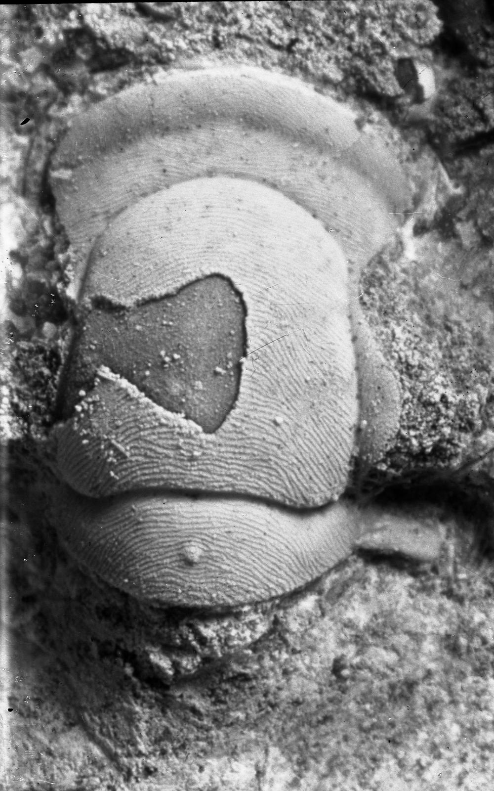 Tropidocoryphidae | fossiilid.info