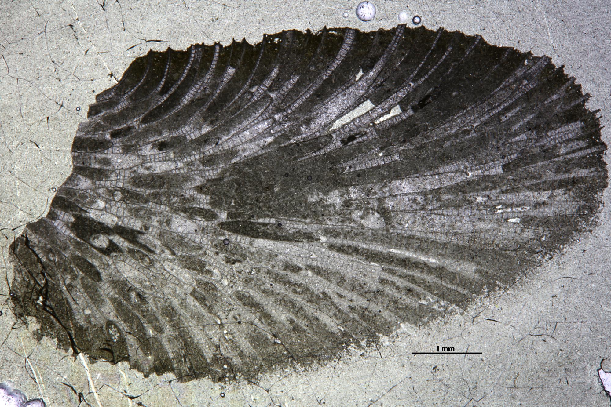 Parvohallopora wesenbergiana | fossiilid.info