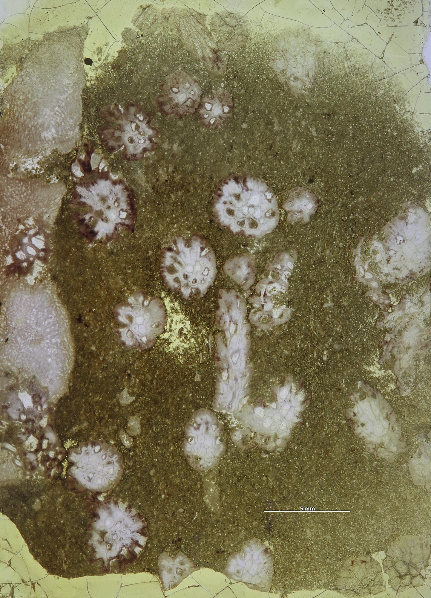 Cladopora perrara | Fossiilid.info