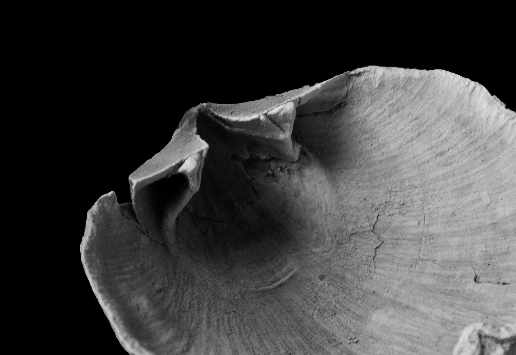 Dalmanella testudinaria | Fossiilid.info