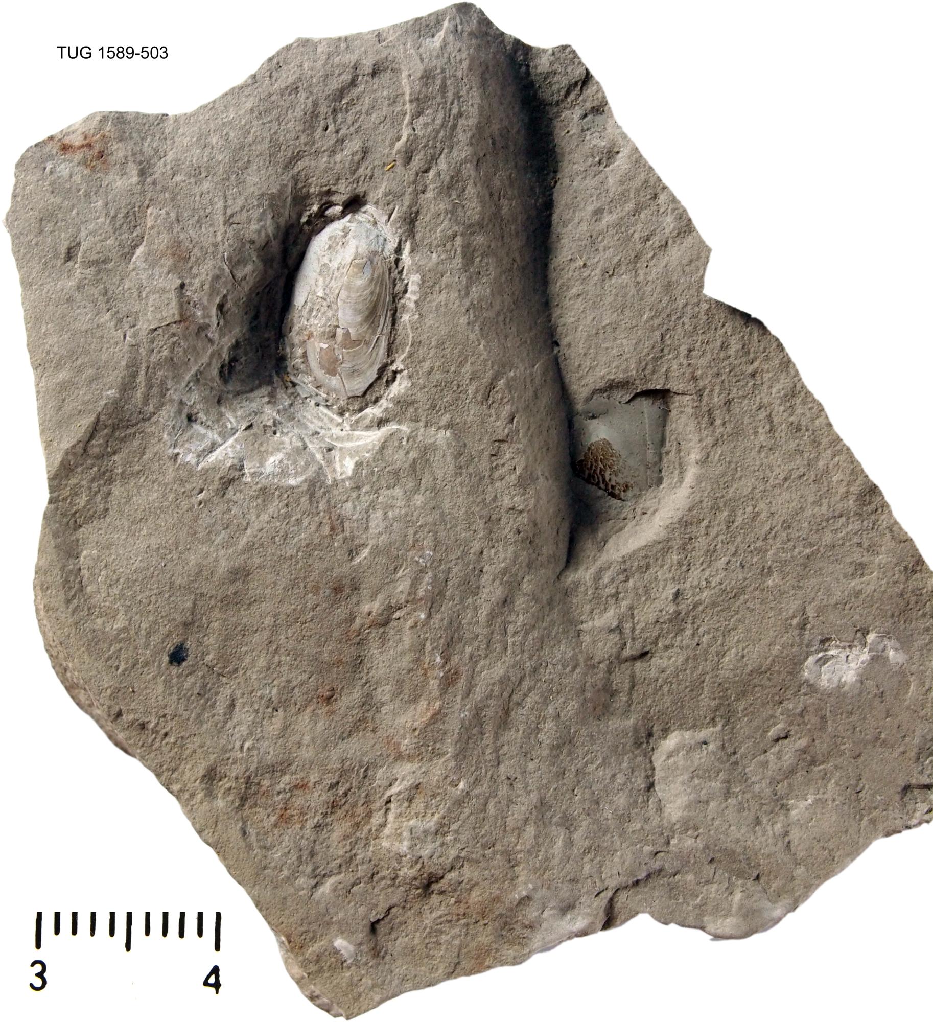 Pseudolingula nana | Fossiilid.info