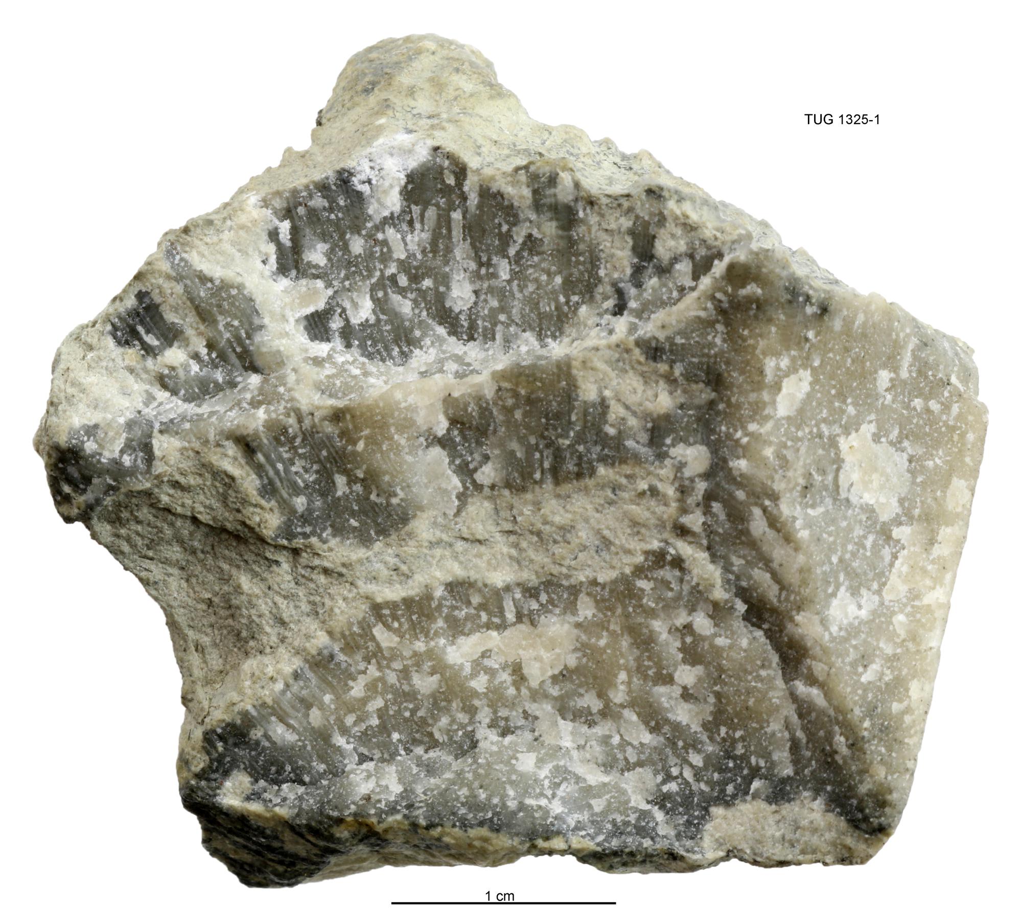 Constellaria constellata | Fossiilid.info