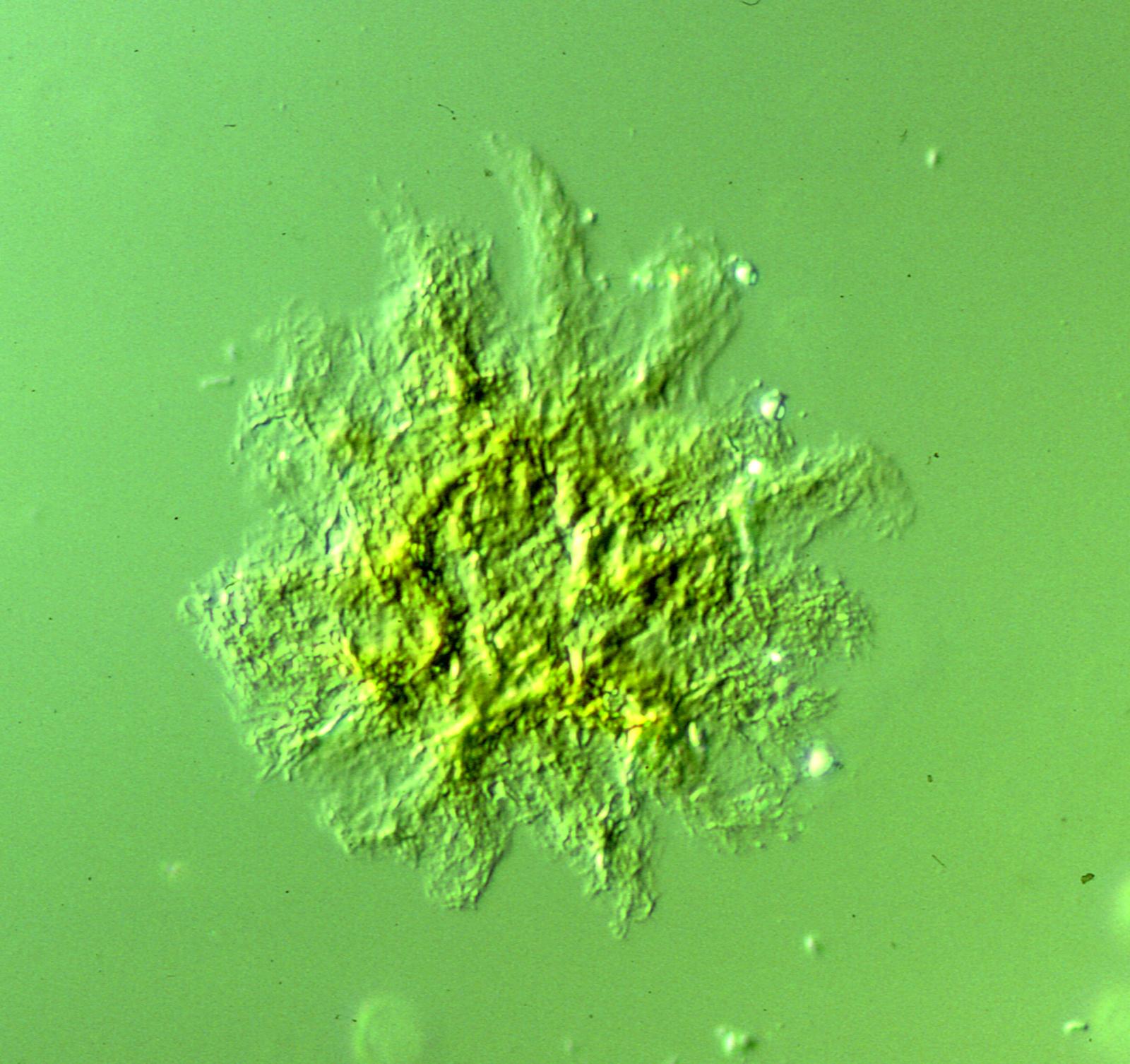 Liepaina | Fossiilid.info