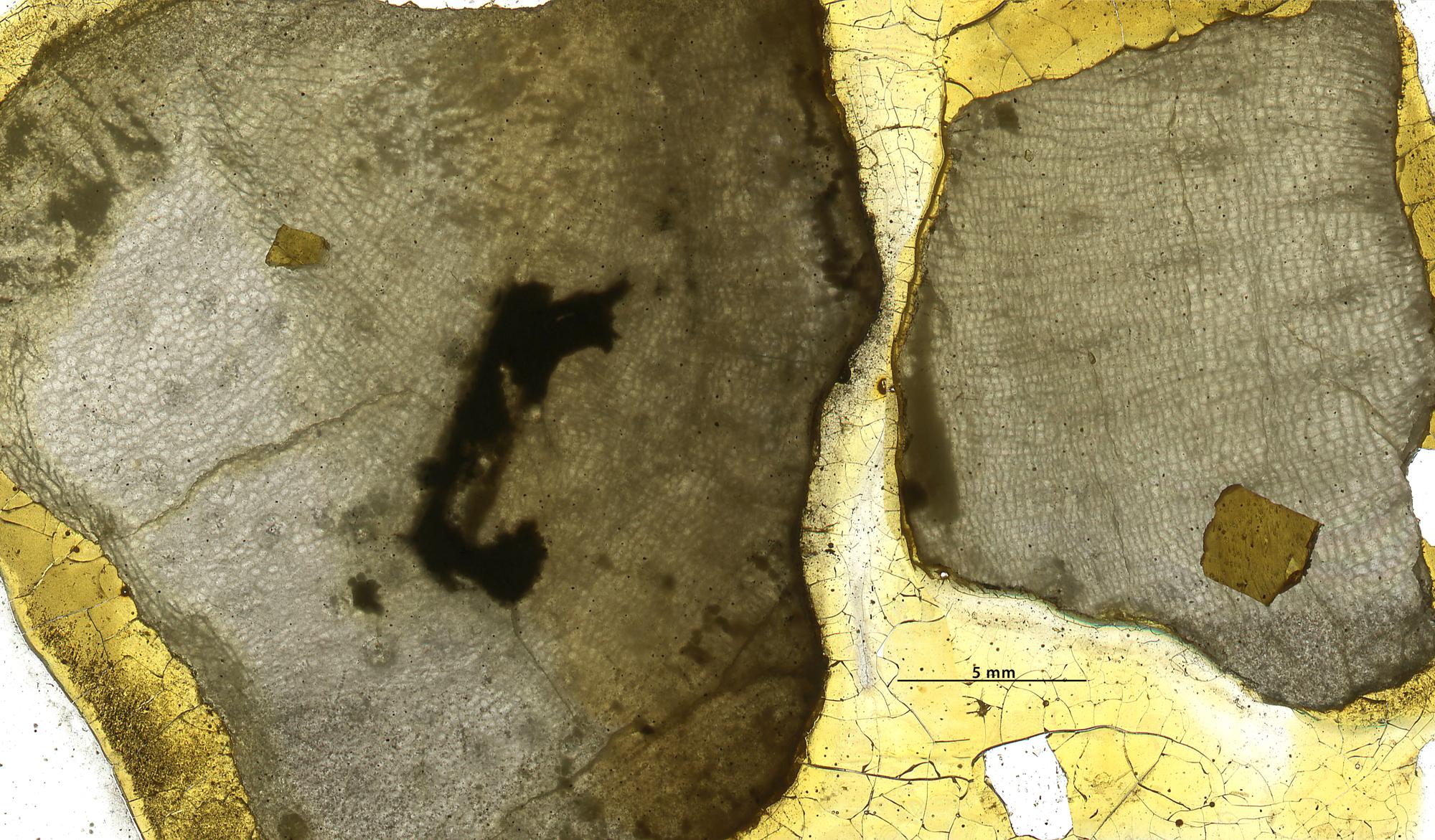 Heliolites interstinctus | Fossiilid.info