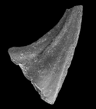 Scabbardella | Fossiilid.info