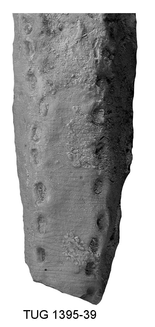 Enallocrinus | Fossiilid.info