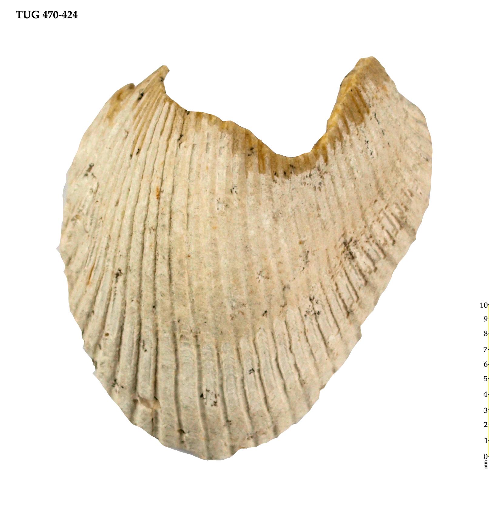 Cardiidae | fossiilid.info