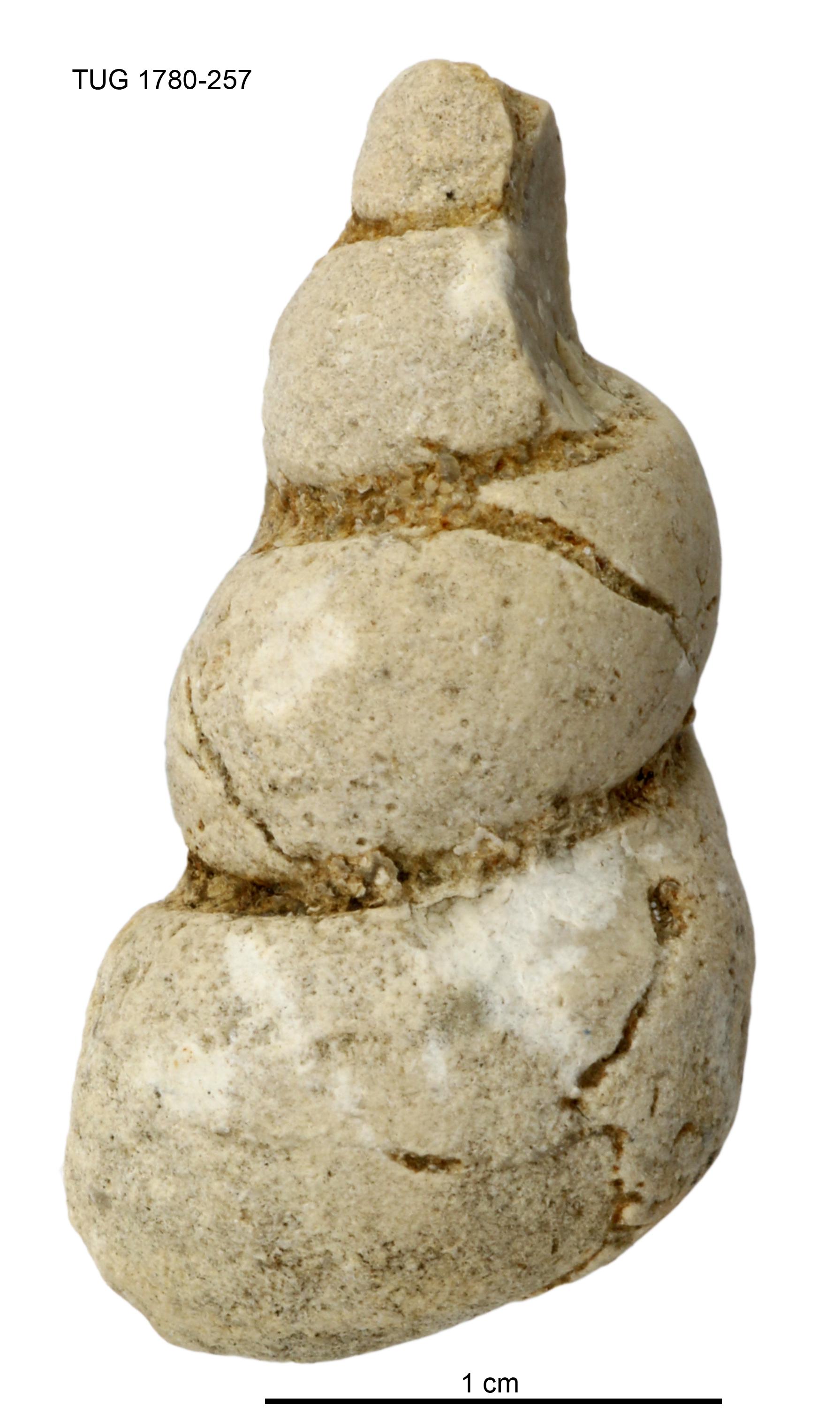 Hormotoma | Fossiilid.info