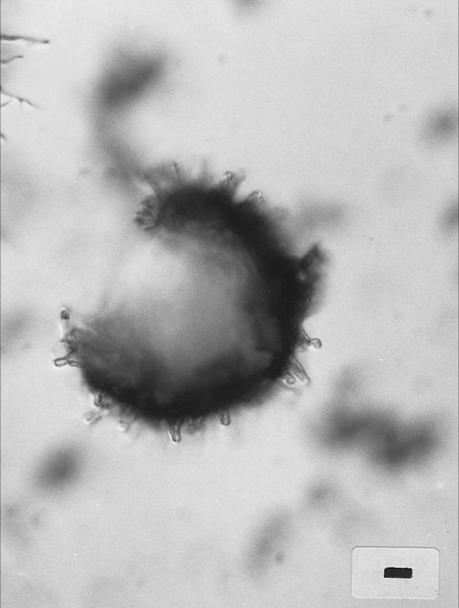 Gorgonisphaeridium | Fossiilid.info