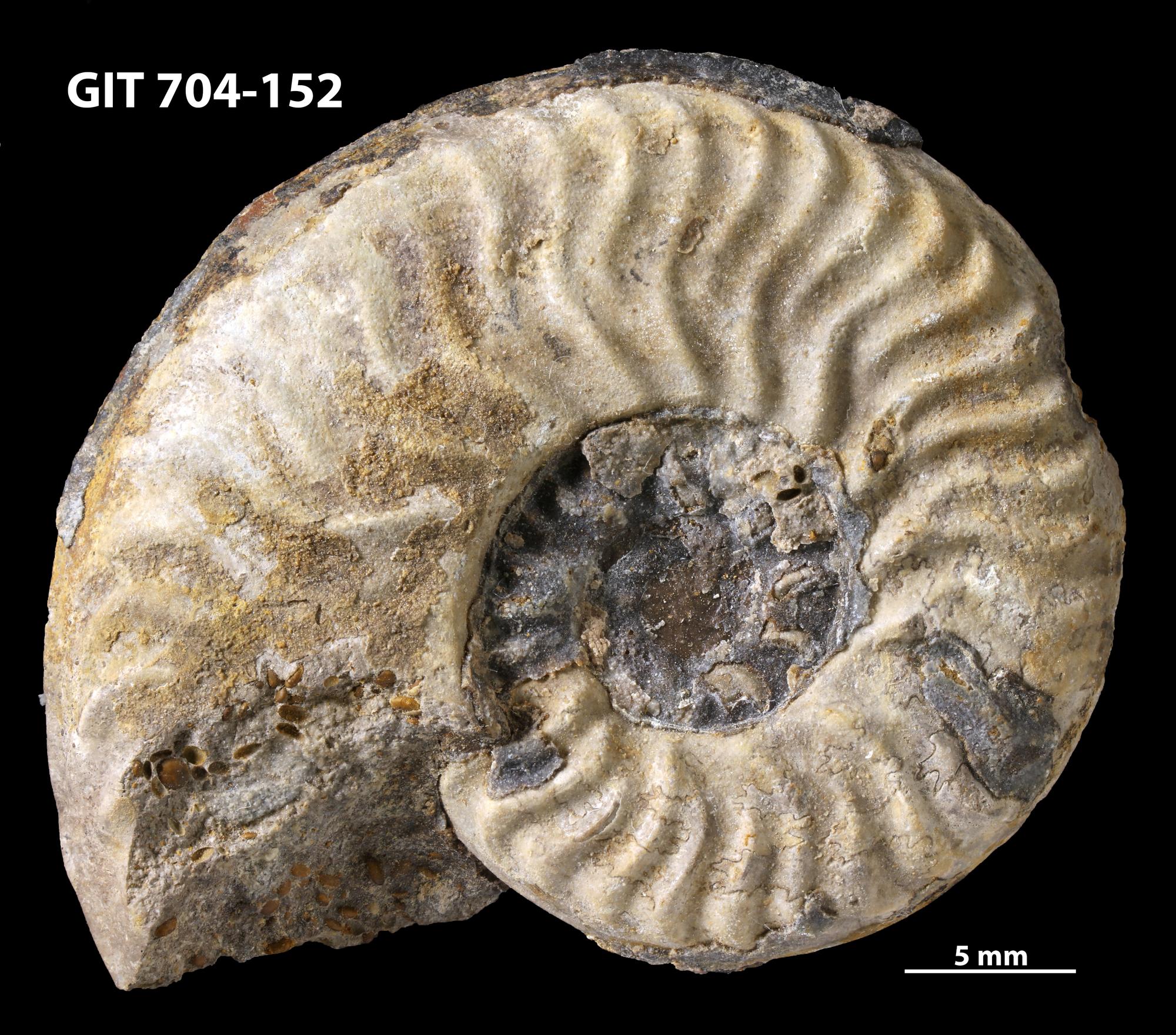 Graphoceratidae | Fossiilid.info