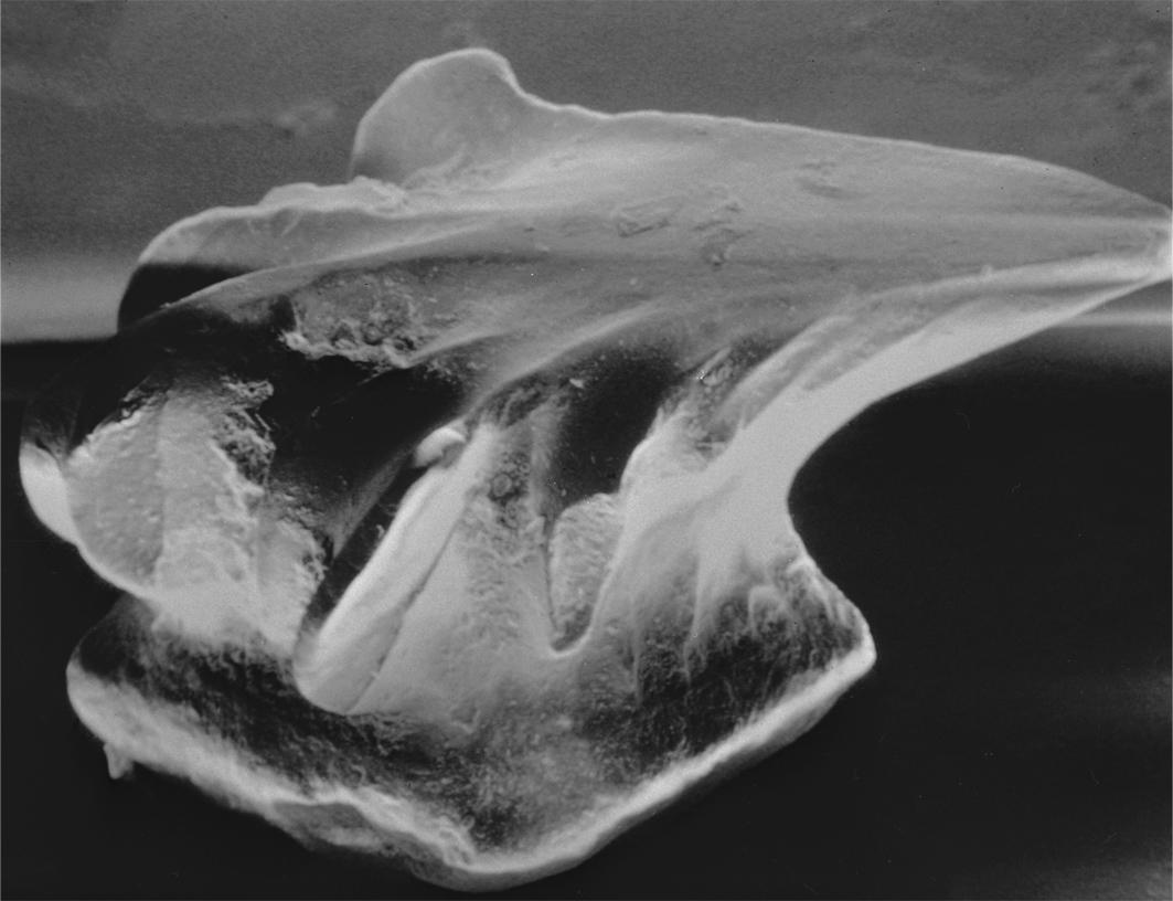 Thelodus traquairi | Fossiilid.info